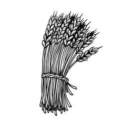 Wheat sheaf in engraving style design element Vector Image