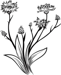 Cornflower Vector Images (over 3,900)