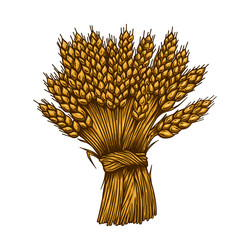 Wheat sheaf in engraving style design element Vector Image