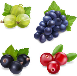 Realistic berries set Royalty Free Vector Image