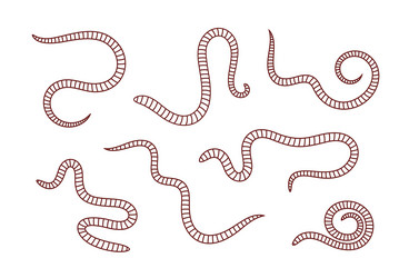 Pinworm Vector Images (over 220)