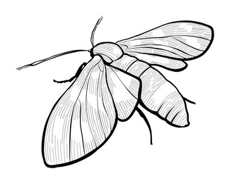 Moth Drawing Simple