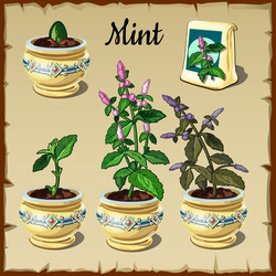 Stages of growth mint in pot Royalty Free Vector Image