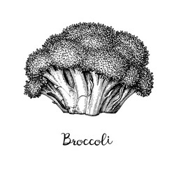 Ink sketch of broccoli Royalty Free Vector Image