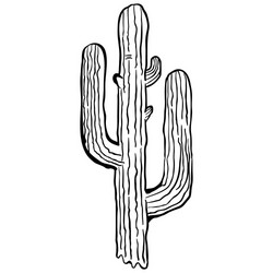 Black and white cactus Royalty Free Vector Image