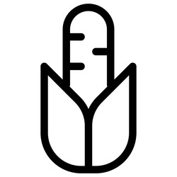 Steamed corn used as snack Royalty Free Vector Image