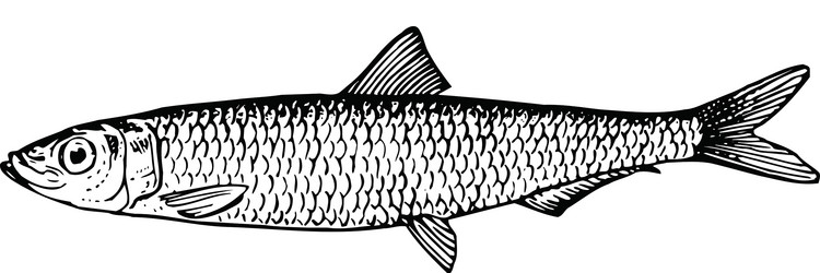 Fish coregonus tugun Royalty Free Vector Image