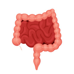 Cartoon gut human body organ intestine character Vector Image