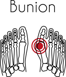 Human foot bones anatomy with descriptions Vector Image