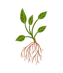 Plant Root Vector Images (over 41,000)
