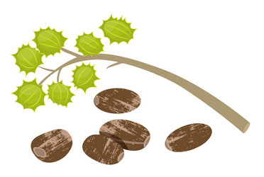 Ixodes ricinus - castor bean tick - dorsal view Vector Image