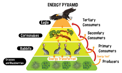 Diagram showing arctic energy pyramid Royalty Free Vector