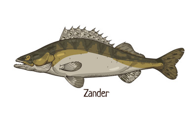 Zander Vector Images (over 230)