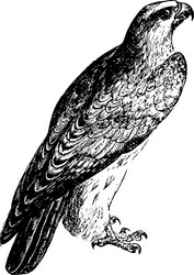 Falcon Vector Images (over 32,000)