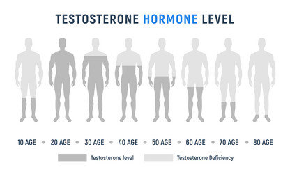 Estrogen hormone levels chart menopause Royalty Free Vector