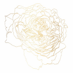 Golden Rose Sketch Vector Images (over 480)