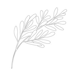 Tea tree leaf outline set hand drawn botanical Vector Image