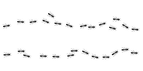 Trail of ants a rectangle frame insects Royalty Free Vector