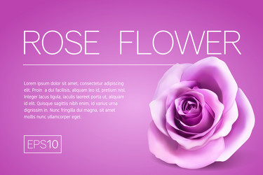 Realistic 3d rose on white background Royalty Free Vector