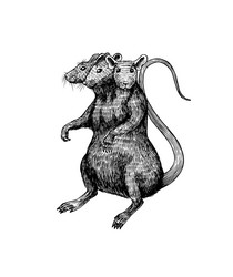Rat king or mouse graphic wild animal hand drawn Vector Image