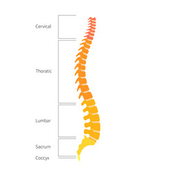 Human spine with name and description Royalty Free Vector