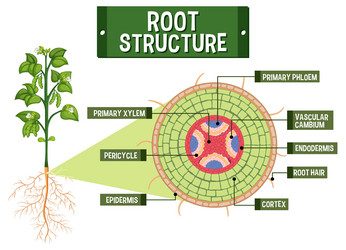 Internal structure of plant diagram Royalty Free Vector
