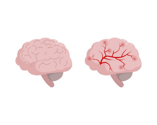 Fresh brain in a puddle Royalty Free Vector Image