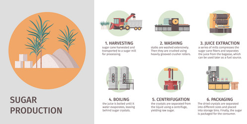 Sugar production Royalty Free Vector Image - VectorStock