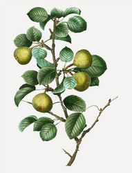 Pear Tree Drawing Vector Images (over 1,000)