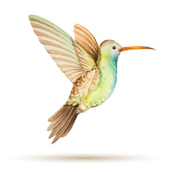 Hummingbird Vector Images (over 8,500)
