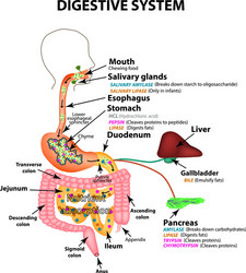 Human digestive system anatomical structure Vector Image