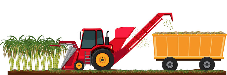 Sugar cane plant on white background Royalty Free Vector