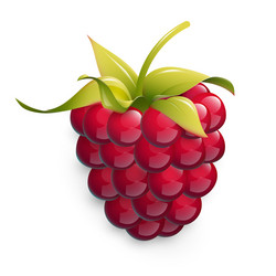 Raspberry fruit cartoon Royalty Free Vector Image