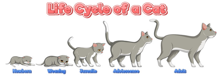 Cat Life Cycle Diagram