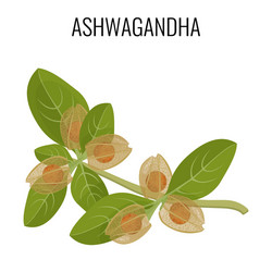 Ashwagandha Icon Vector Images (82)