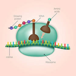 Ribosomes Diagram Labeled