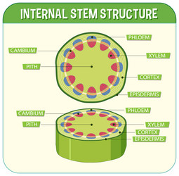 Internal structure of stem diagram Royalty Free Vector Image
