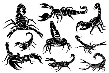 Graphical set of scorpions isolated on white Vector Image