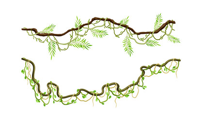 Branch with dark green leaves Royalty Free Vector Image