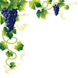 Red grape vine Royalty Free Vector Image - VectorStock