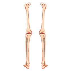 Lower Limb Vector Images (over 170)