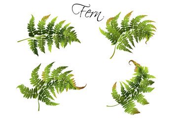 Fern frame Royalty Free Vector Image - VectorStock
