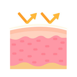 Human skin layer caring for protecting the skin Vector Image