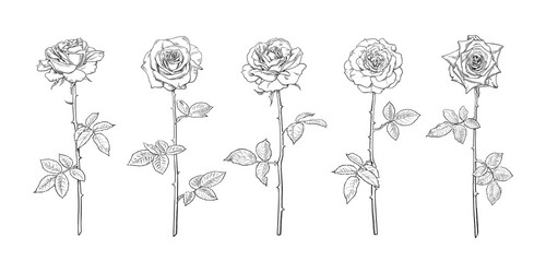 Rose Stem Drawing Tattoo