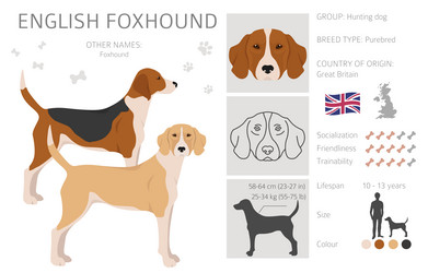 Fox Hound Vector Images (over 410)
