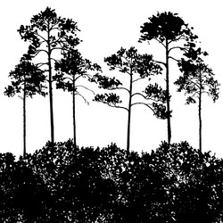 Landscapes with pine trees Royalty Free Vector Image