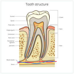 Detailed human tooth anatomy infographic chart Vector Image