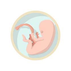 Embryo cartoon icon human pregnancy baby Vector Image