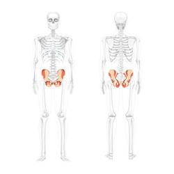 Pelvis hip bone skeleton os coxae innominate Vector Image