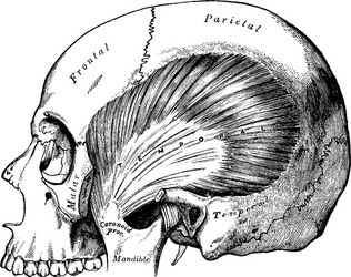 Temporal Vector Images (over 1,600)
